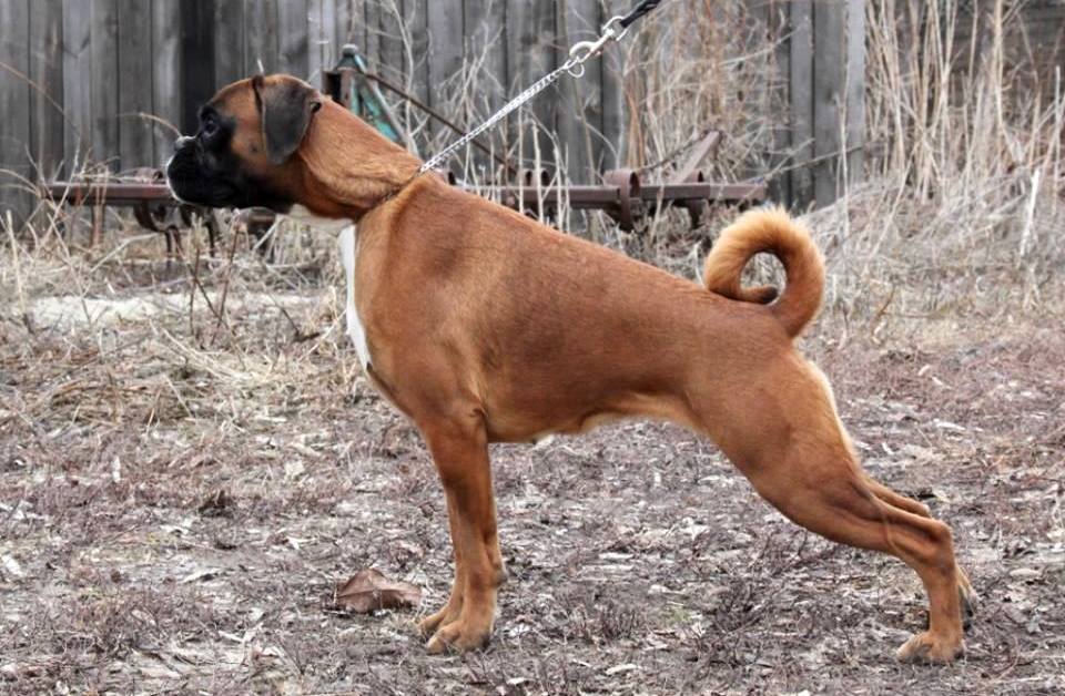 Belinda BrisArt Nordom Female | German Boxers Kennel