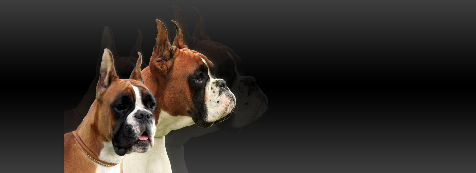 Reviews about Nordom German Boxers Kennel