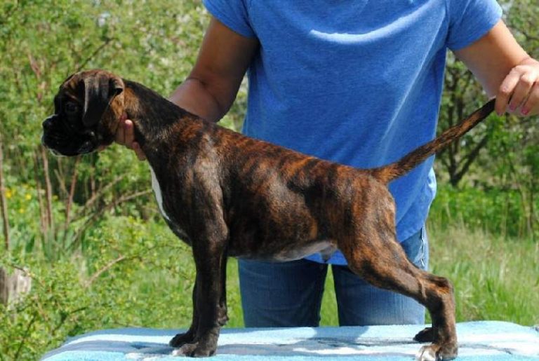 Boxer puppies sale Orange County CA | Nordom Kennel