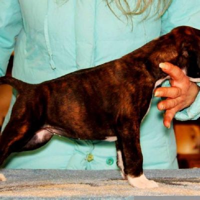 Puppies Archive - Nordom - German Boxers Kennel