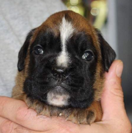 Boxer puppies for sale | Nordom German Boxers Kennel