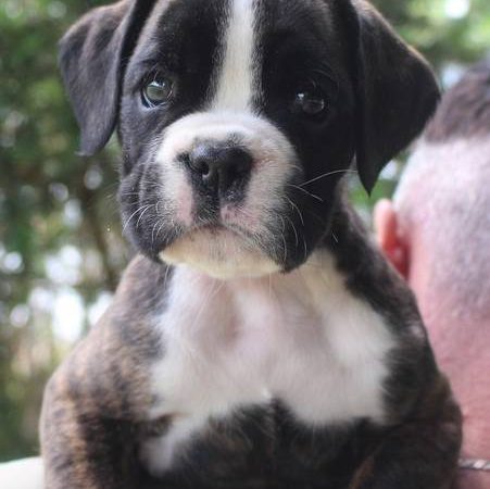 Breeding Boxers | Nordom German Boxers Kennel | Boxer Breeder