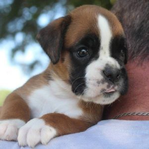 Breeding Boxers | Nordom German Boxers Kennel | Boxer Breeder