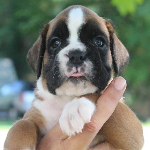 Red female 2 litter-I | Boxer Puppies NorDom Kennel