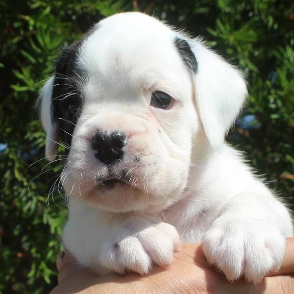 Boxer puppies | Nordom German Boxers Kennel