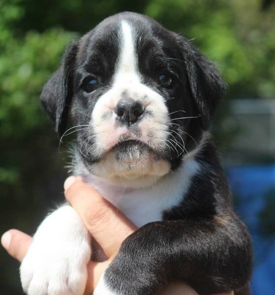 Brindle male 1 litter-I | Boxer Puppies NorDom Kennel