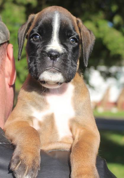 Red female 1 litter-J | Boxer Puppies NorDom Kennel