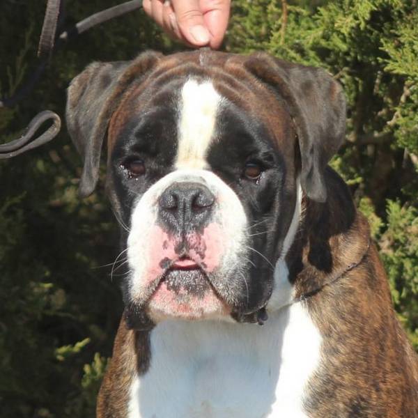 Nordom German Boxers Kennel | Breeder Boxers | Boxer Puppies for sale