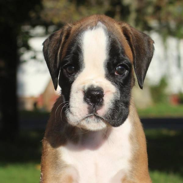 Red female 4 litter-J | Boxer Puppies NorDom Kennel