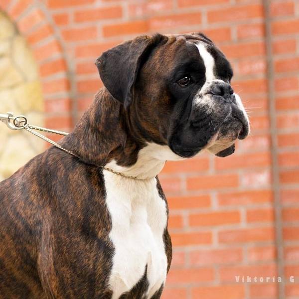 Toplan Ukrainen Belcanto Male | German Boxers Kennel