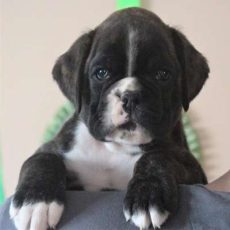 Brindle male 1 litter L | Boxer Puppies NorDom Kennel