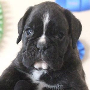 Brindle female 2 litter M | Boxer Puppies NorDom Kennel