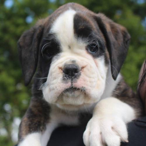 Brindle male 1 litter N | Boxer Puppies NorDom Kennel