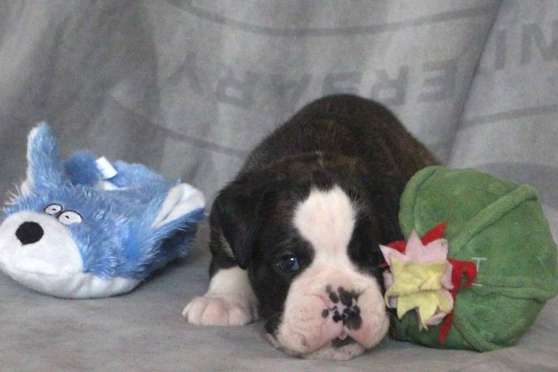 Contact Nordom German Boxers Kennel | Boxer Puppies