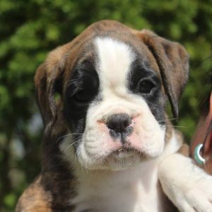 Brindle female 1 litter N | Boxer Puppies NorDom Kennel