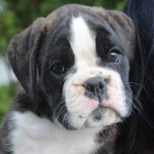 Brindle female 2 litter N | Boxer Puppies NorDom Kennel