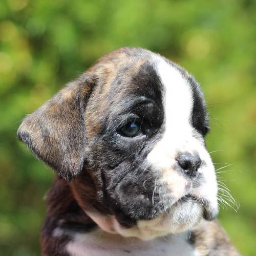 Brindle male 1 litter O | Boxer Puppies NorDom Kennel