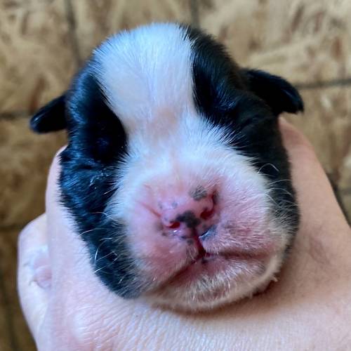 Brindle male 1 litter O | Boxer Puppies NorDom Kennel