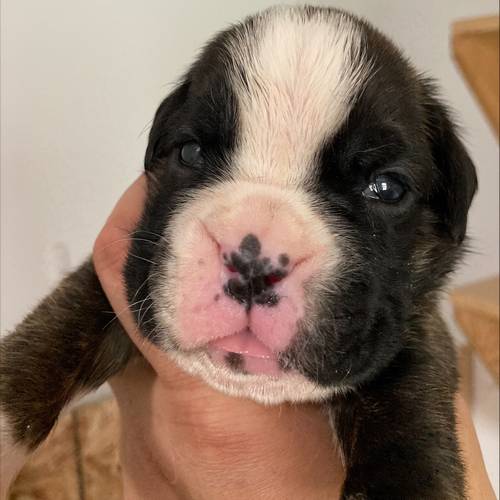 Brindle male 1 litter P | Boxer Puppies NorDom Kennel