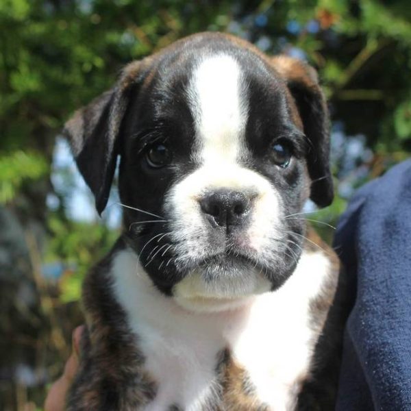 Boxer puppies | Nordom German Boxers Kennel