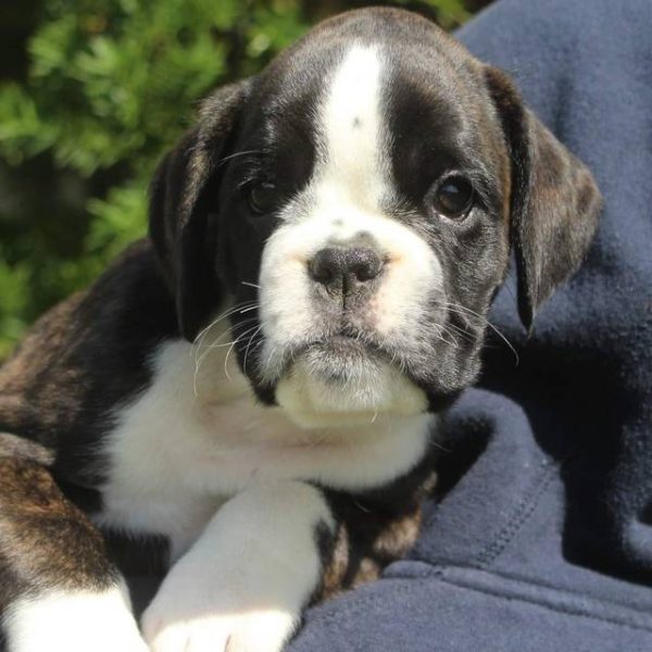 Brindle female 3 litter R | Boxer Puppies NorDom Kennel