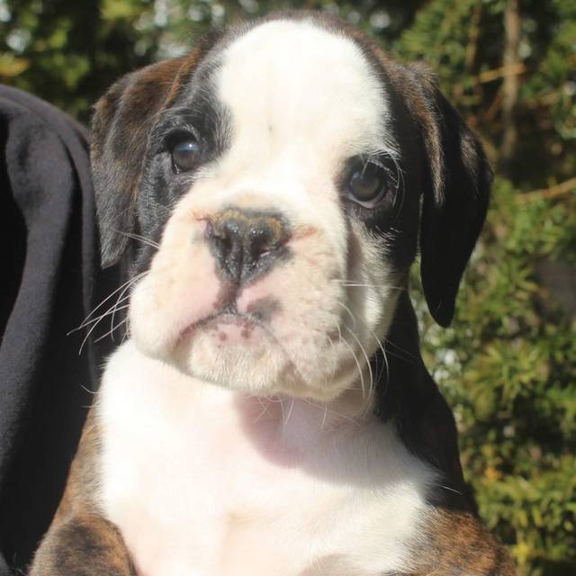 Brindle female 1 litter S | Boxer Puppies NorDom Kennel