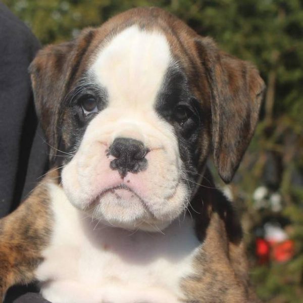 Brindle male 1 litter S | Boxer Puppies NorDom Kennel