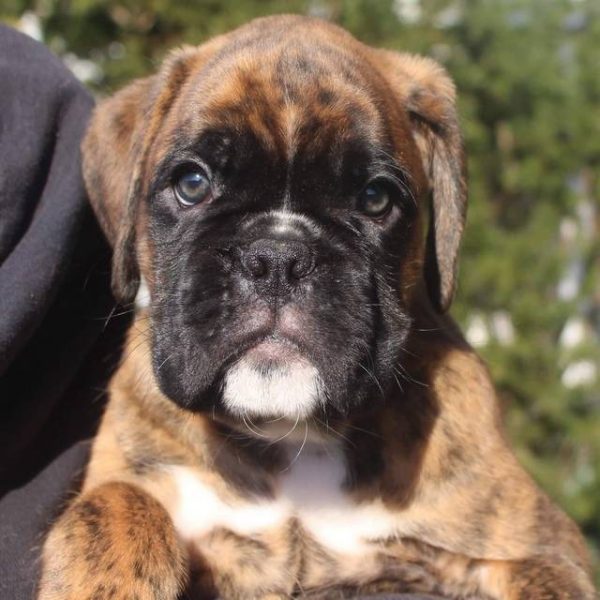 Brindle male 2 litter S | Boxer Puppies NorDom Kennel