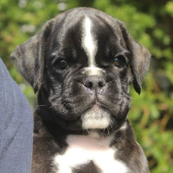 Brindle male 2 litter R | Boxer Puppies NorDom Kennel