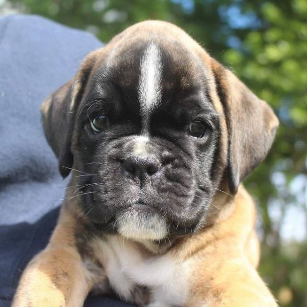 Boxer puppies | Nordom German Boxers Kennel
