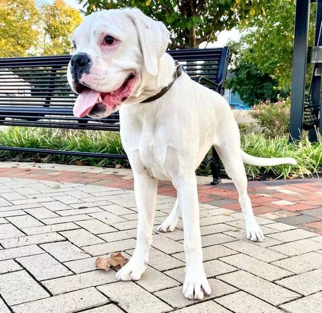 Available Boxer puppies | Nordom German Boxers Kennel