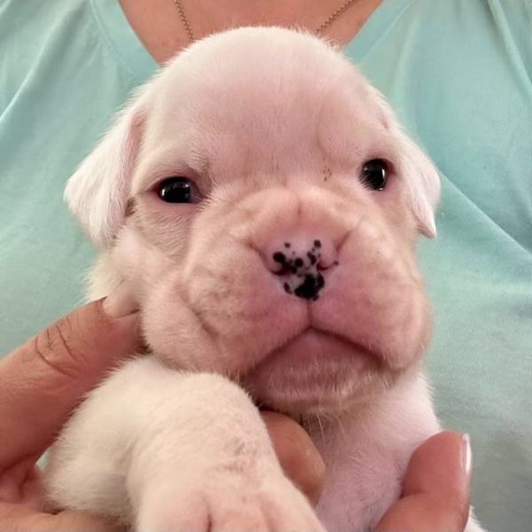 Available Boxer puppies | Nordom German Boxers Kennel