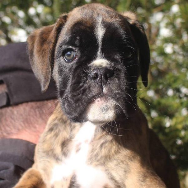 Brindle female 2 litter S | Boxer Puppies NorDom Kennel