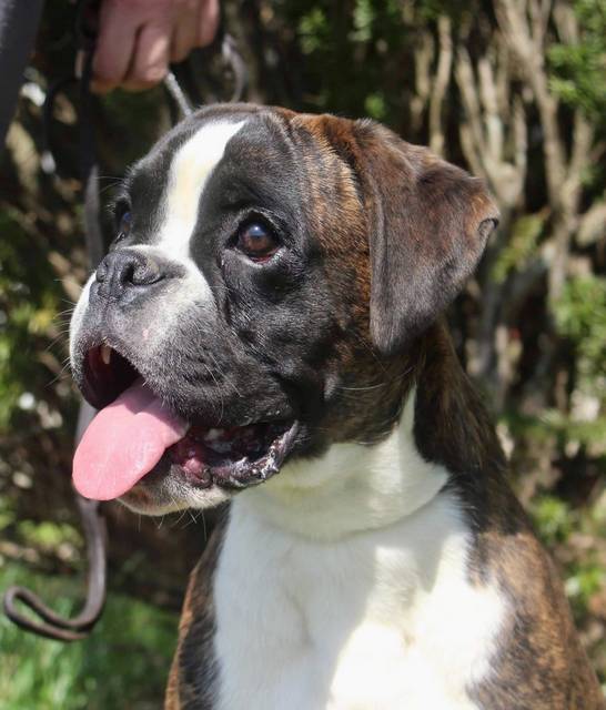 Available Boxer puppies | Nordom German Boxers Kennel