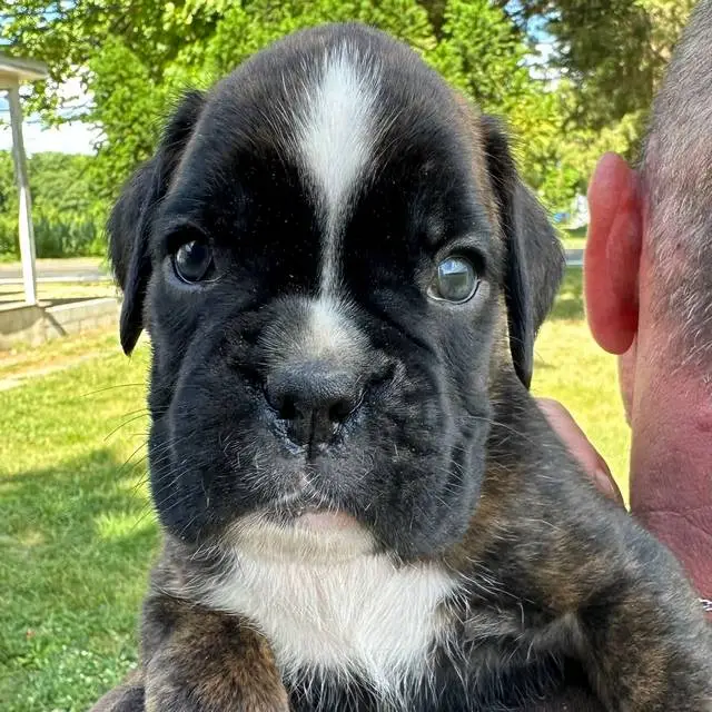 Brindle Female Boxer Puppy 2 - Litter W | NorDom Kennel