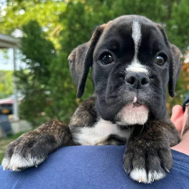 Brindle Female Boxer Puppy 3 - Litter W | NorDom Kennel