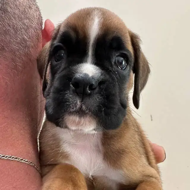 Red Female Boxer Puppy - Litter X | NorDom Kennel
