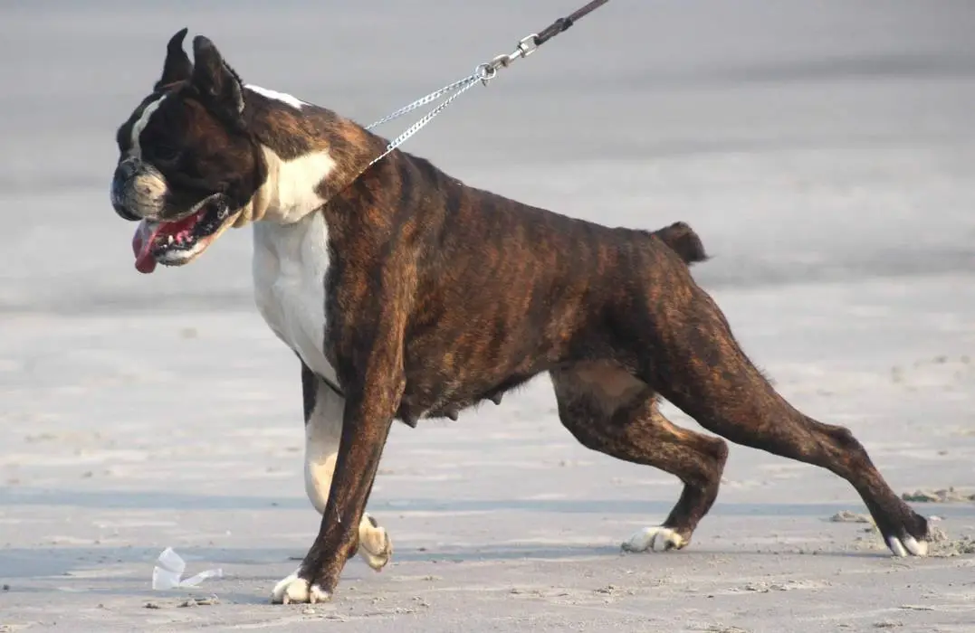 Rehoming Boxers | Nordom German Boxers Kennel