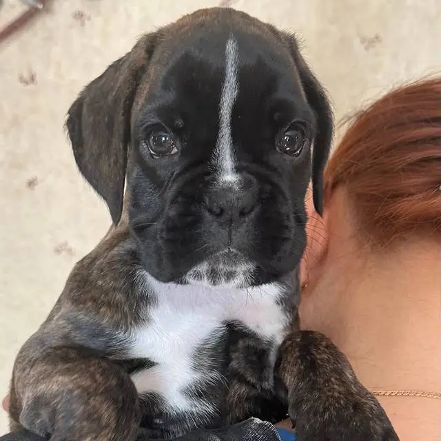 Brindle female Boxer Puppy - Litter A | NorDom Kennel