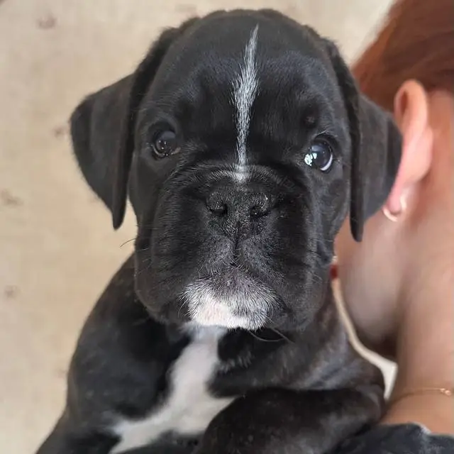 Brindle female Boxer Puppy - Litter Z | NorDom Kennel