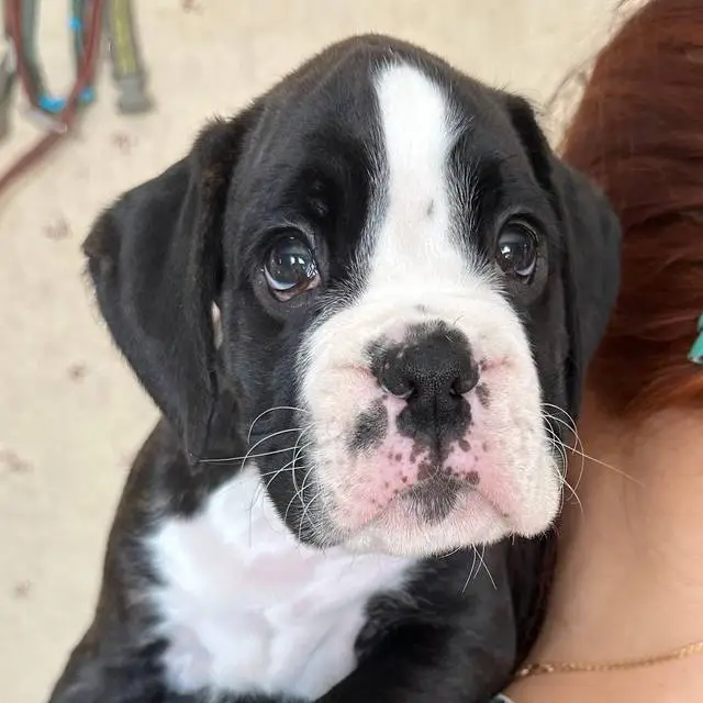 Brindle male 1 Boxer Puppy - Litter C | NorDom Kennel
