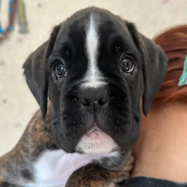 Brindle male 2 Boxer Puppy - Litter C | NorDom Kennel