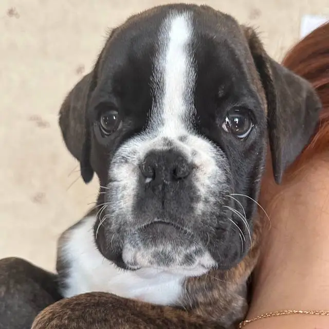 Brindle male Boxer Puppy - Litter Z | NorDom Kennel