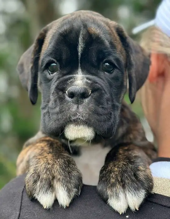 Brindle female Boxer Puppy - Litter D | NorDom Kennel