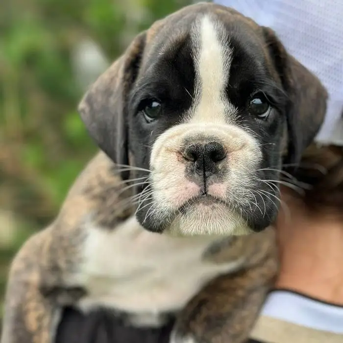 Brindle male Boxer Puppy - Litter D | NorDom Kennel