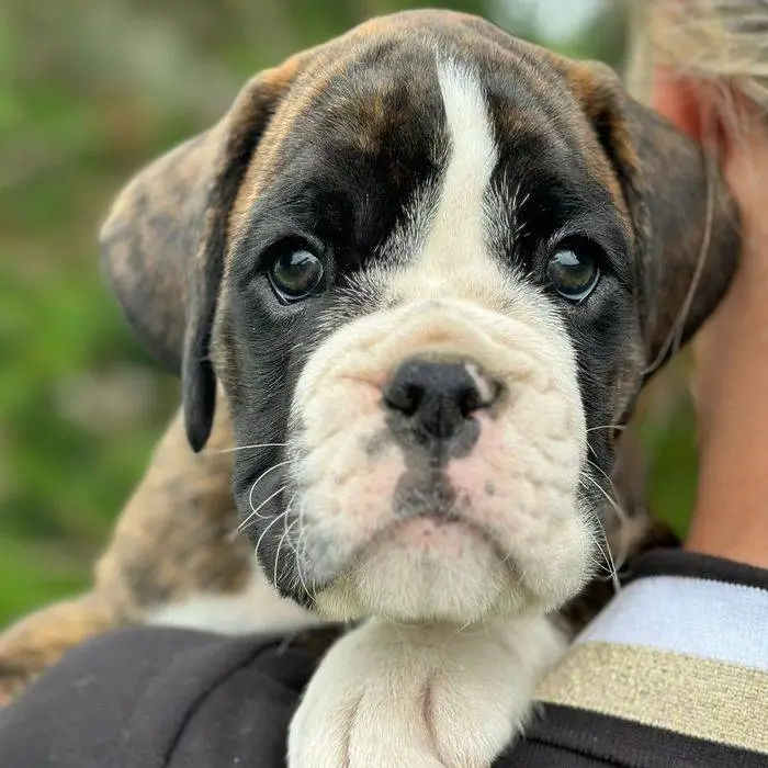 Brindle male 2 Boxer Puppy - Litter D | NorDom Kennel