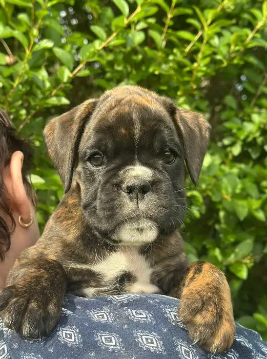 Brindle female 1 Boxer Puppy - Litter E | NorDom Kennel